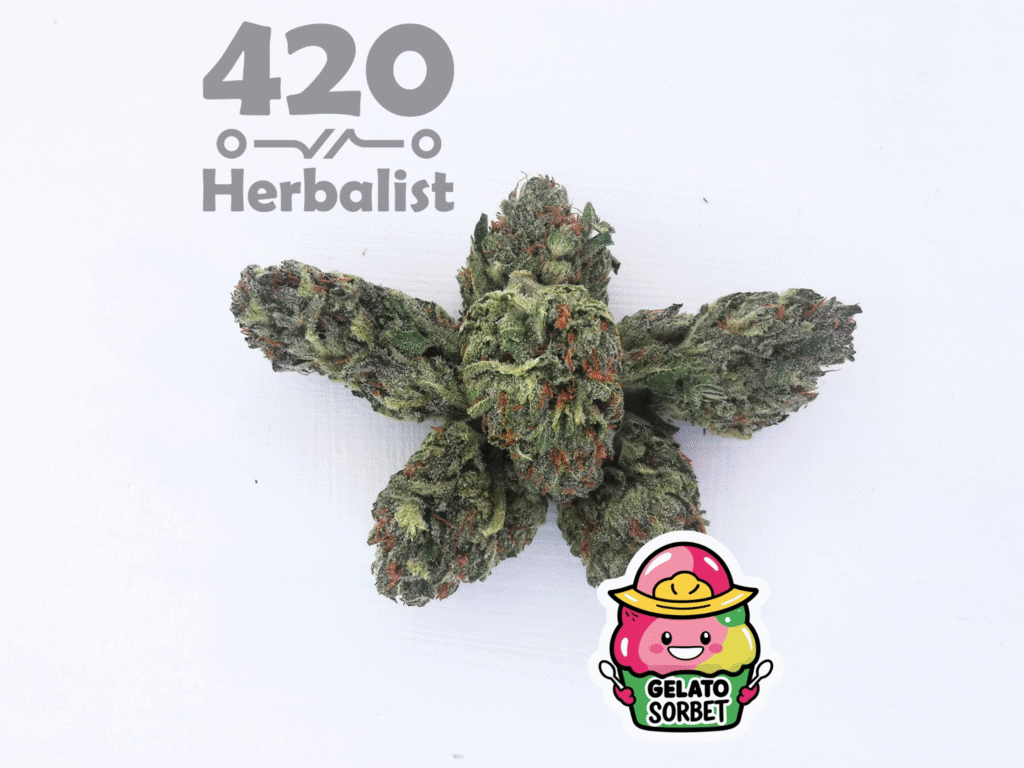Gelato Bliss Greenhouse 3G Indica - 420 Herbalist